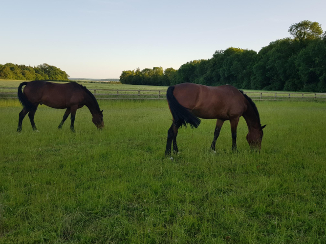 Full Time Groom - Employment Job Vacancies - Dorset - Employment Job ...