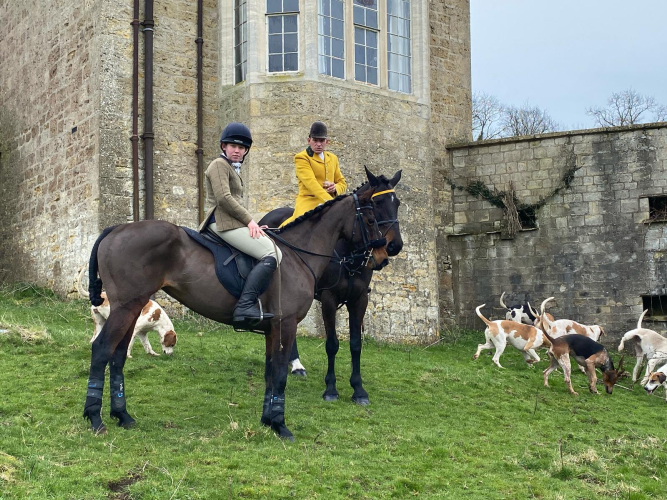 Fantastic hunting pony/ All rounder/ PC along - Ponies For Sale ...