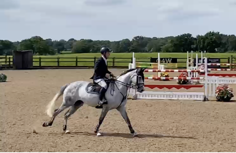 Horses For Sale & Wanted - Horses For Sale / Wanted