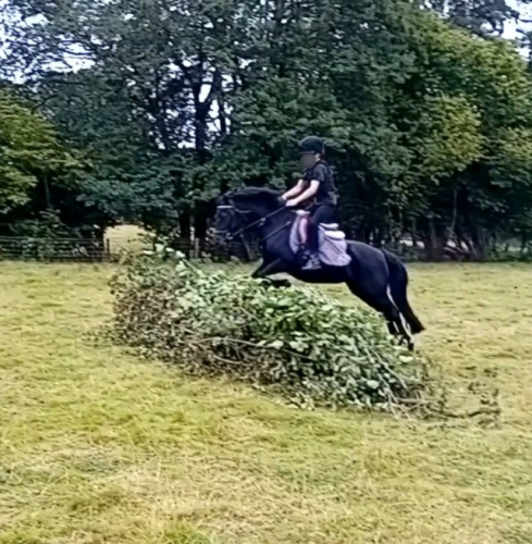 Fabulous Hunting / 2nd pony - Ponies For Sale & Wanted - Shropshire ...