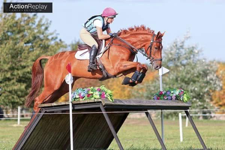 Winning Novice Event Horse - Horses For Sale & Wanted ...