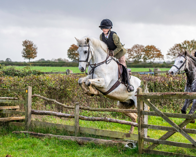 Ponies For Sale & Wanted - Ponies For Sale / Wanted