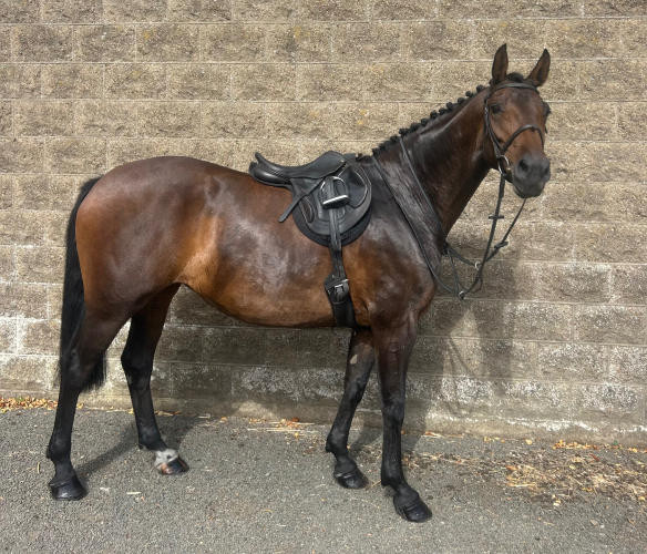 Top end RC allrounder/eventer/hunter - Horses For Sale & Wanted - North ...