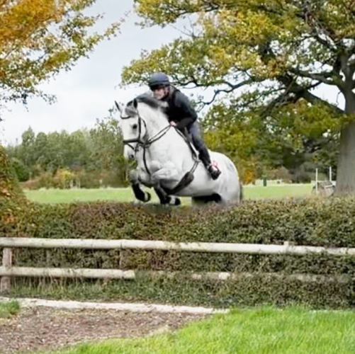 The Equestrian Notice Board